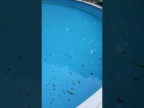 DE pool filter keeps putting dirt back in my pool. #shorts