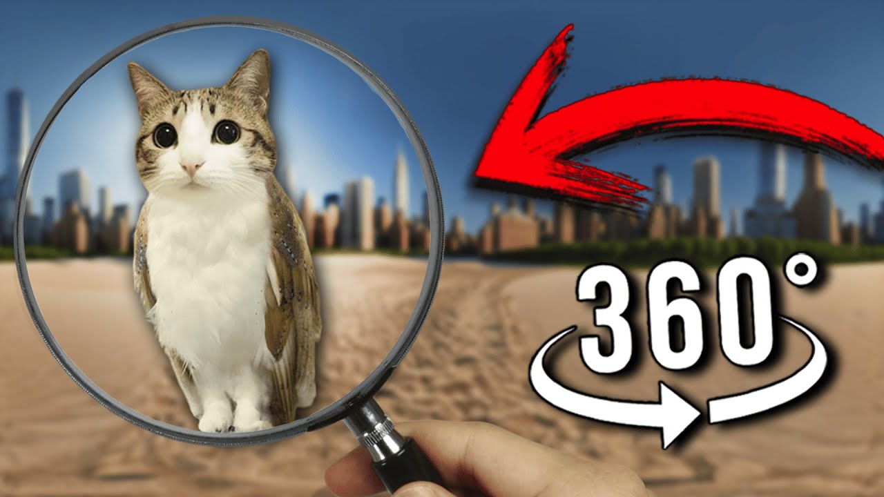 FIND Meowl | Finding Challenge 360º VR Video