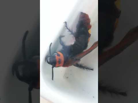 Giant Mammoth Wasp Megascolia maculata Shows Strong Mandibles. Kyiv, Ukraine. 06.06.2022.
