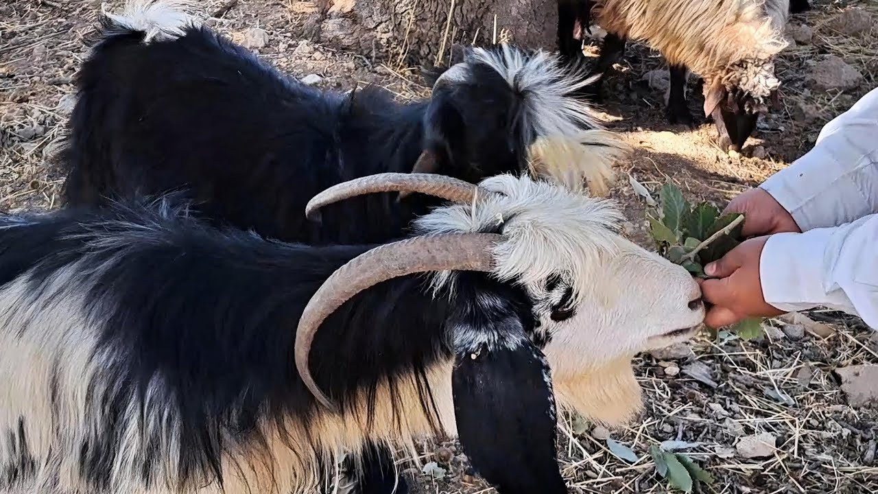 Sheep to Pasture: Exploring the World of Sheep Farming