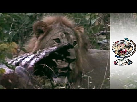 This Safari Is for Brave Tourists Only