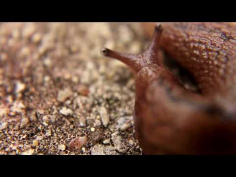 Episode 4: Decomposers