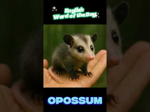 English Word of the Day - Opossum