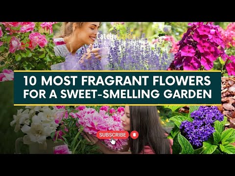 10 Most Fragrant Flowers for a Sweet Smelling Garden ๐ธ๐น๐บ // Catchy Garden