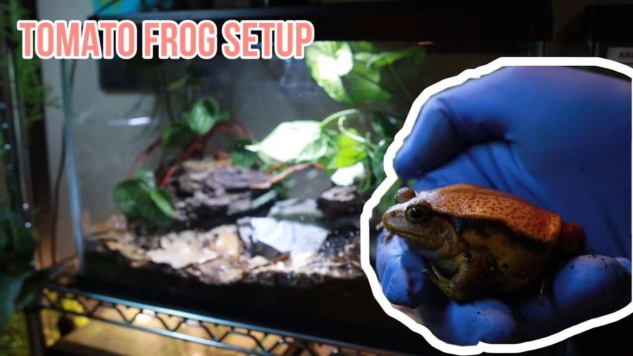 10gal Bioactive TOMATO FROG Setup!! (Tutorial)