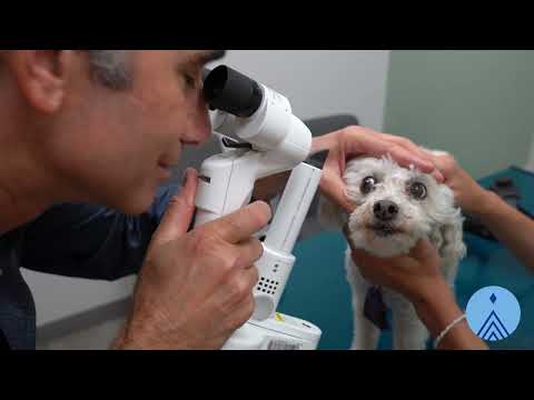 Meet Matthew Chavkin, DVM, MS, DACVO and founder of Mountain Star Veterinary Specialists