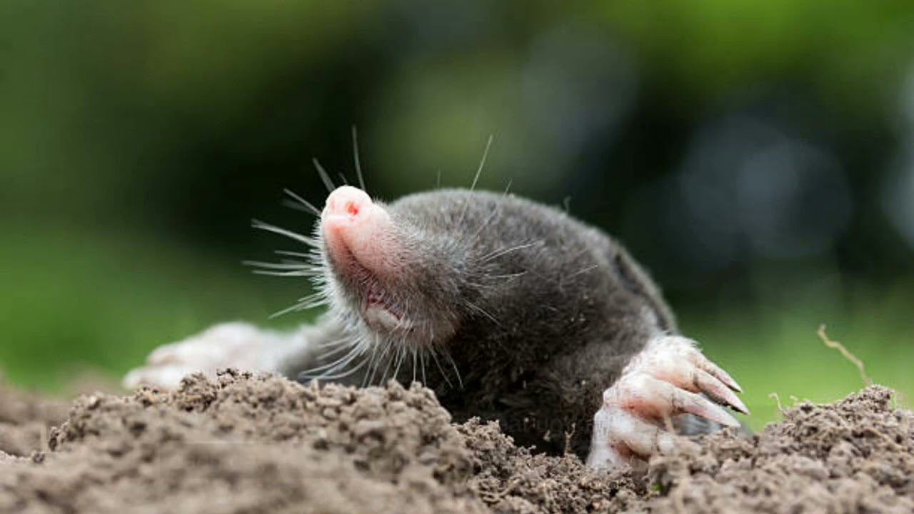 10 Fun Facts About Moles
