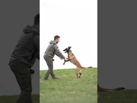 #usaπΊπΈ#millionaire#k9trainer #dog#dogsoftiktok#trending # trainingdogs#k9 #tactical#viralshorts #fyp