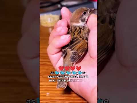 a couple discovered a sparrow hiding on their car mirror β€π¦