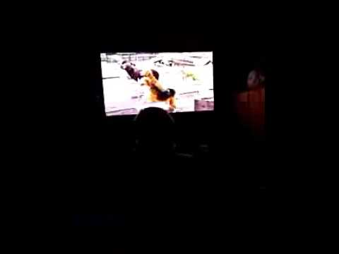 Dog watching tv (homeward bound II)