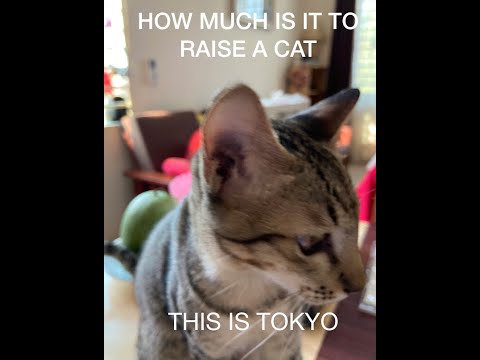 HOW MUCH DOES IT COST TO RAISE A CAT