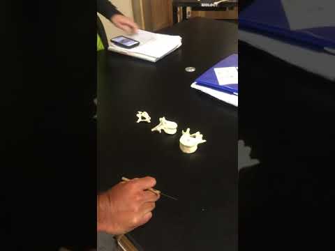 Vertebrae Quiz 1