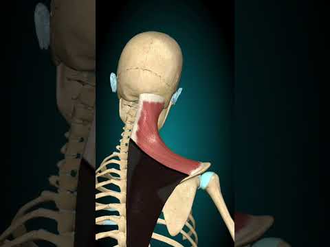 Neck muscles