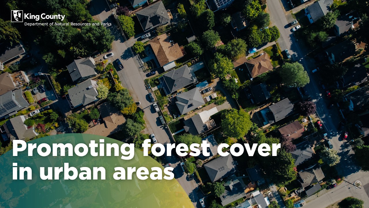 Studying urban tree canopy