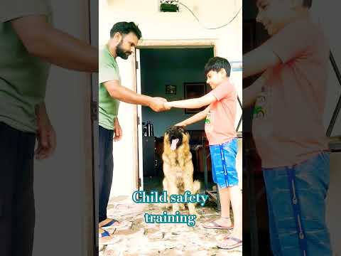 child safety training with German Shepherd #shorts #dog #germanshepherd #viralvideo #video