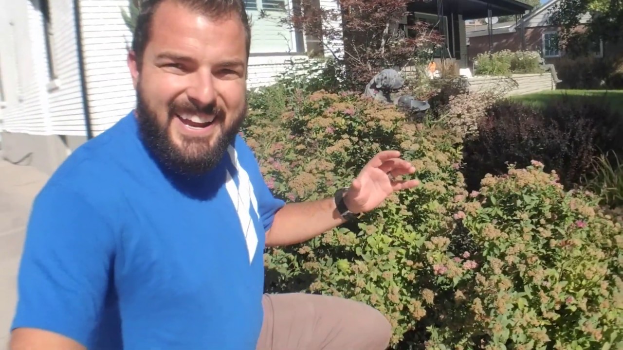Spirea Bush Trimming Tricks