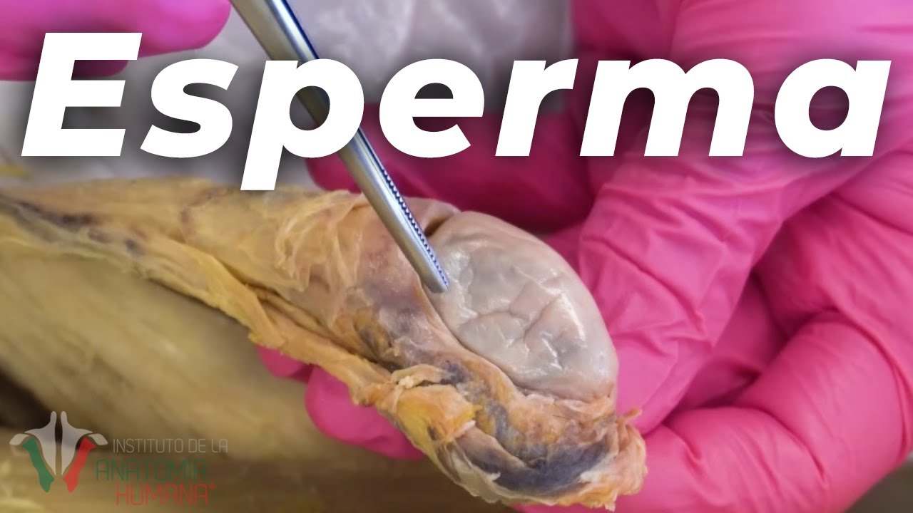 Como se crea el ESPERMA