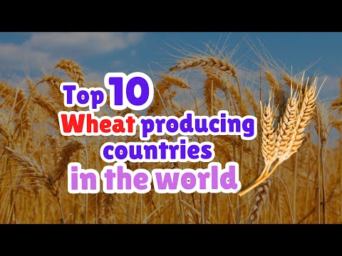 Top 10 wheat producing countries in the world | Wheat production top country