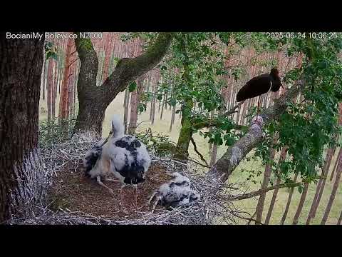 Nie jest to dobry rok dla bocian贸w czarnych! / This is not a good year for black storks!