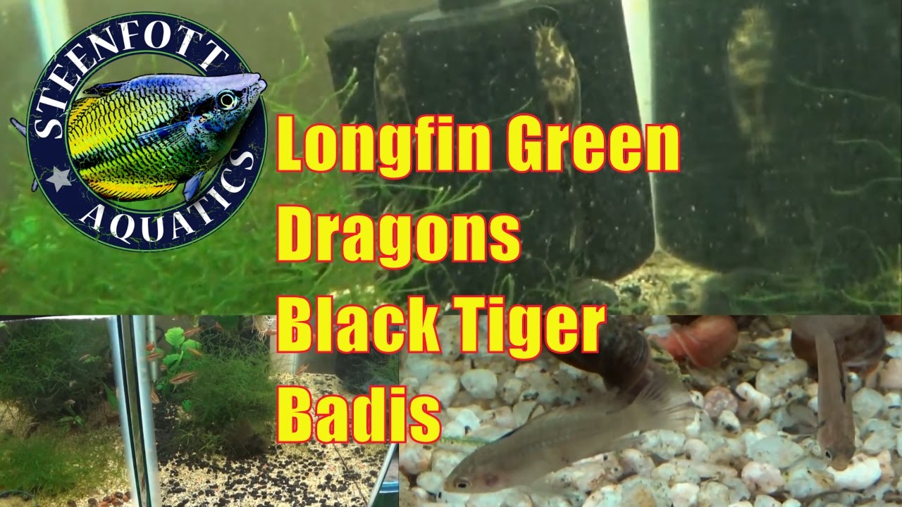 Longfin Green Dragon Bristlenose Plecos - Black Tiger Badis - 10 Gallon Aquariums