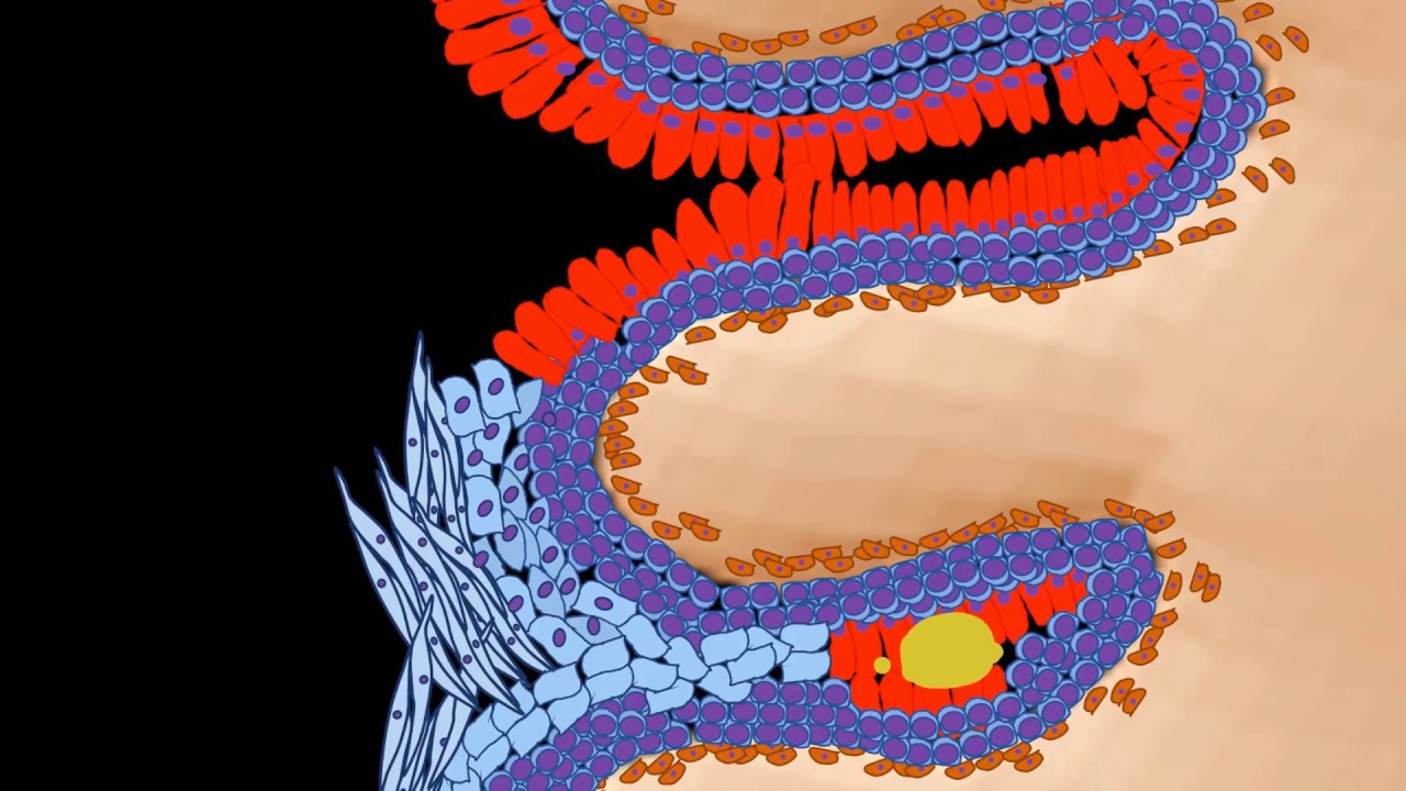 Squamocolumnar junction and transformation zone illustrated