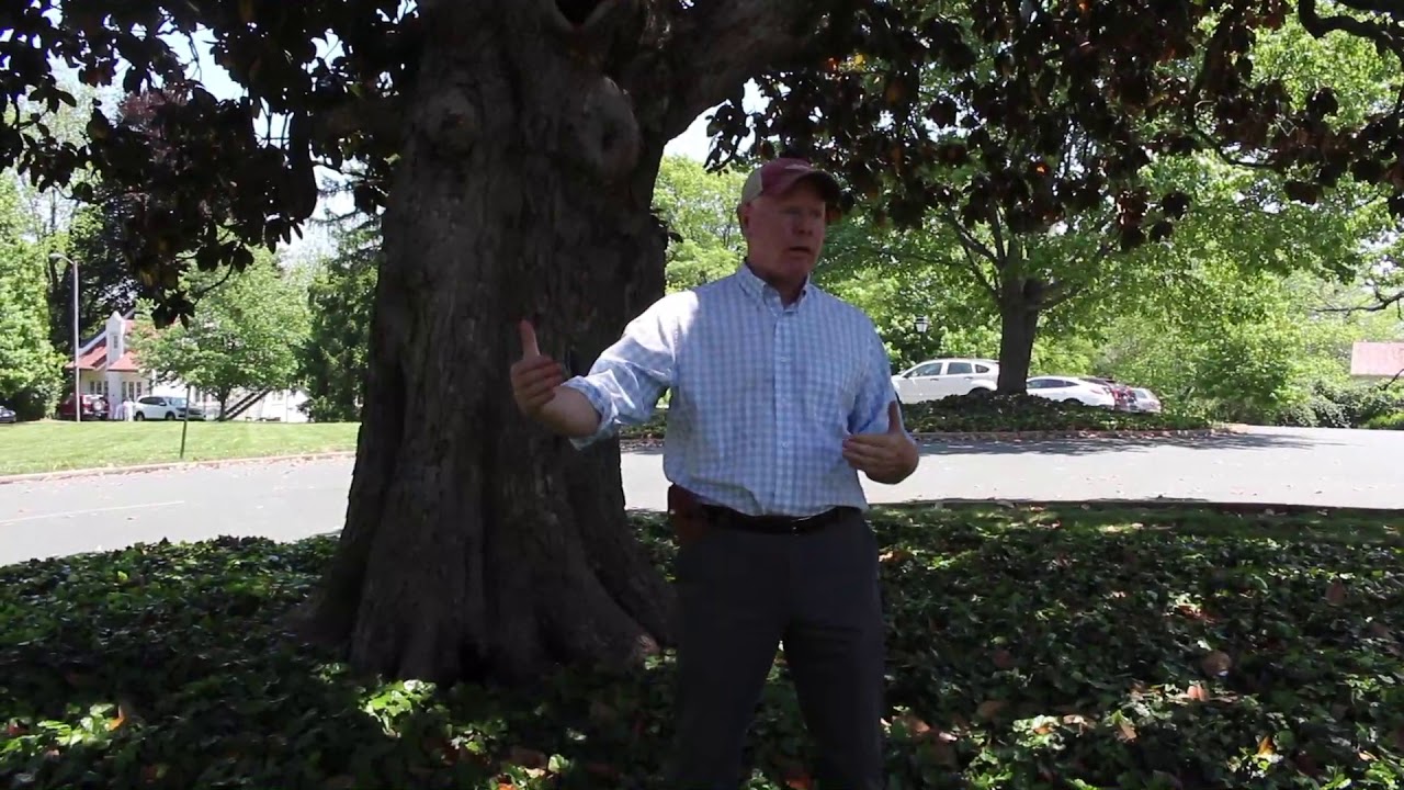 Assessing the Sides of a Critical Root Zone