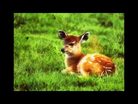 Baby Animals - Public Domain Images. Stock Free Images.