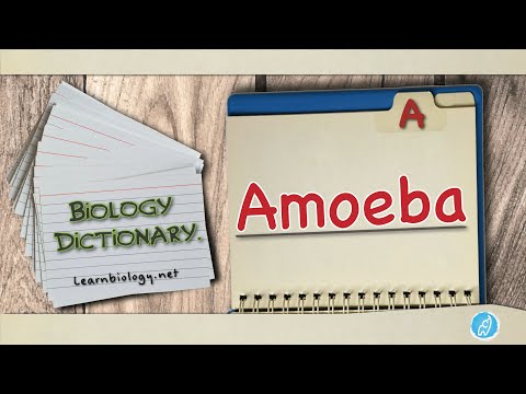Amoeba | Biology Dictionary | Spoken Biology Definitions