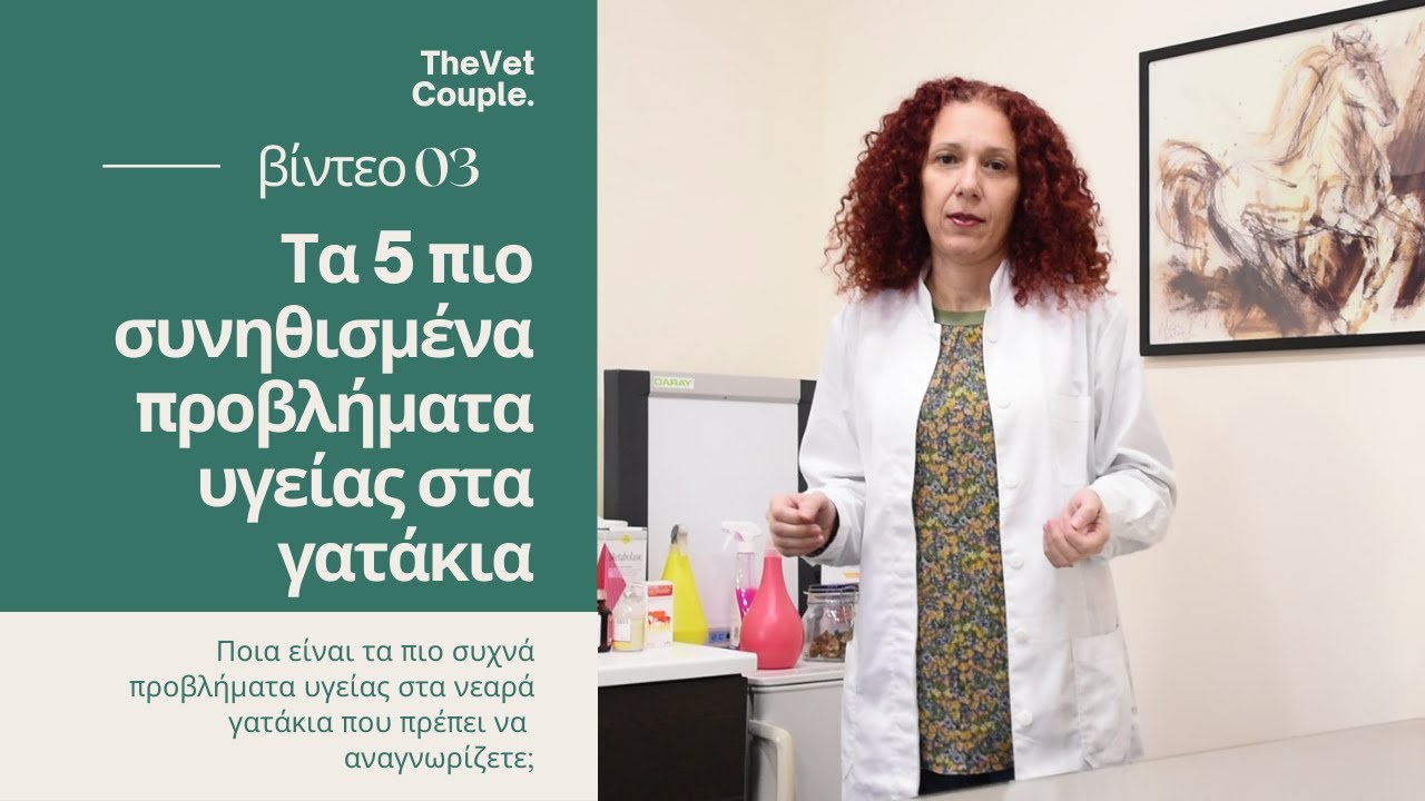 Οι 5 πιο συνηθισμένες ασθένειες στα γατάκια - TheVetCouple