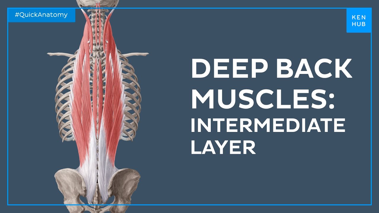 Deep muscles of the back: intermediate layer - Quick Anatomy | Kenhub
