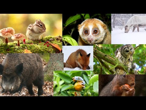 Kids Edition | Wild Woodland Animals - 10 Animals found in the Wilderness of Woodlands