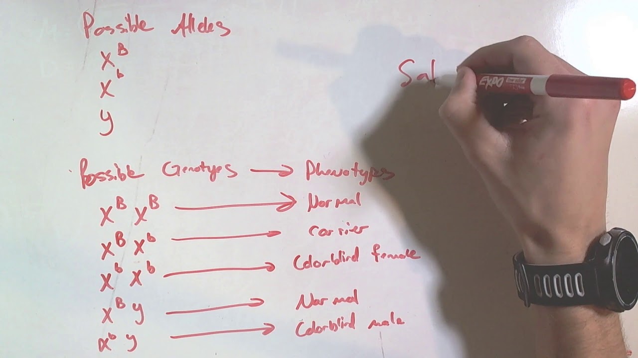 Genetic Practice problems: Genetic Exercise A
