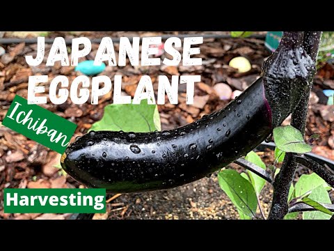 Eggplant: Japanese or Ichiban Variety/Gorgeous Fruit/WHEN TO HARVEST