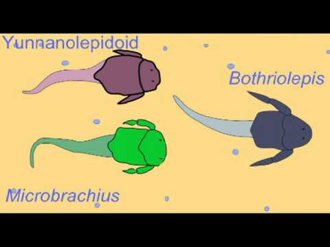 PL1: PLACODERMS: BOTHRIOLEPIS