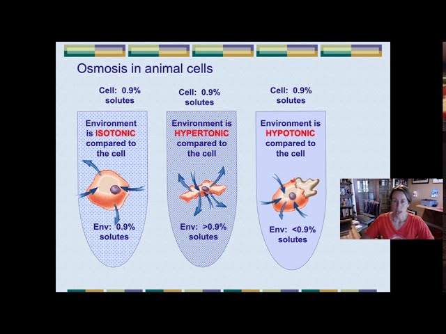 Understanding Osmosis in Animal and Plant Cells | Galaxy