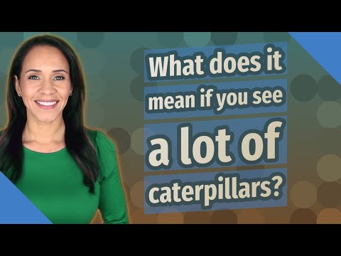 What does it mean if you see a lot of caterpillars?
