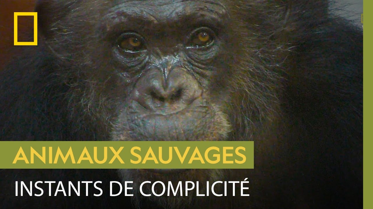 Documentaire | Un chimpanzé joue avec sa soigneuse avant de pouvoir ...