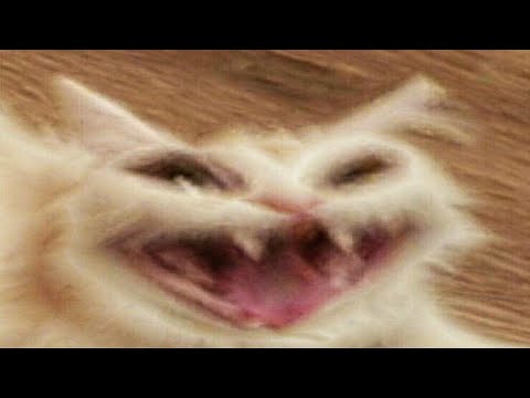 clean memes I stole from my dog