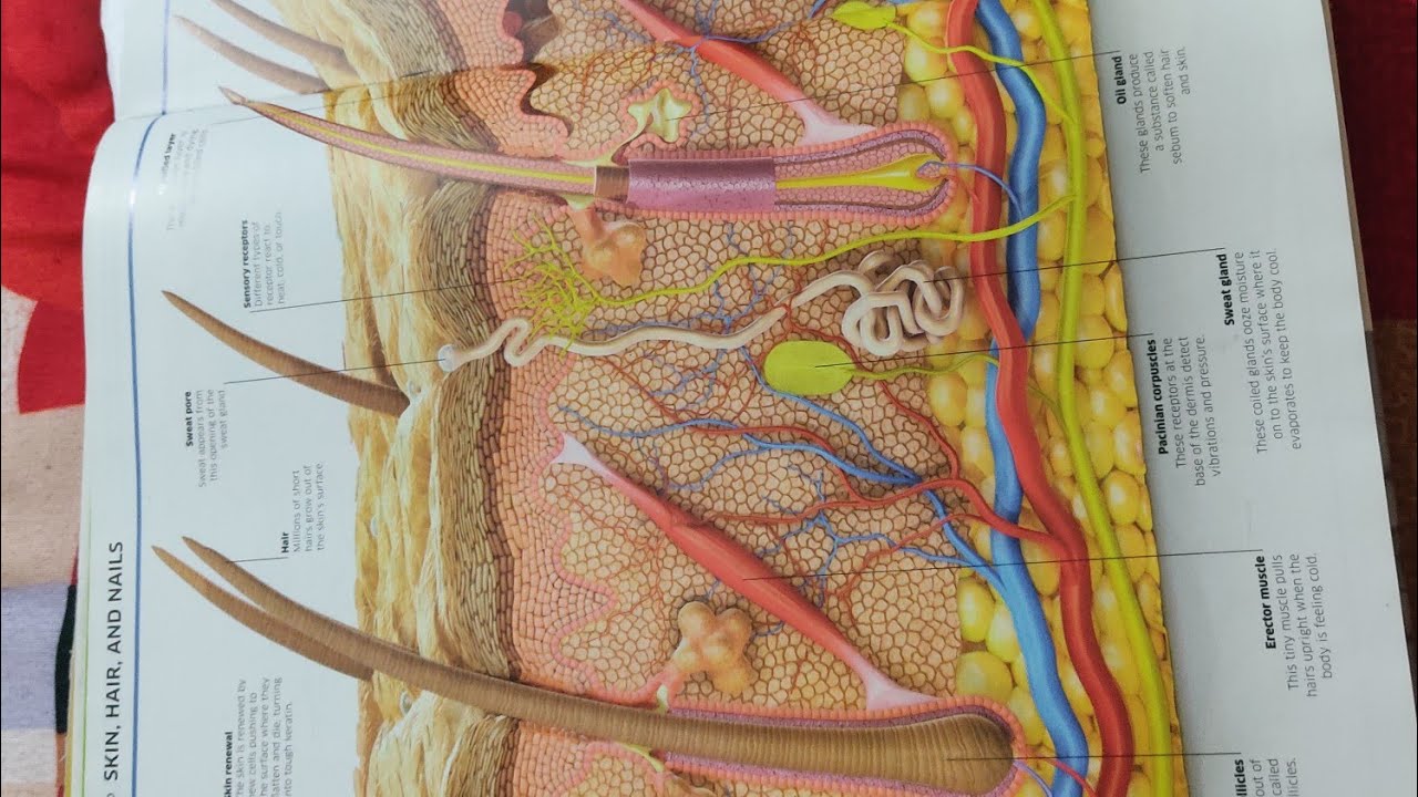 part-1 D.pharma 1st year Assignment HAP