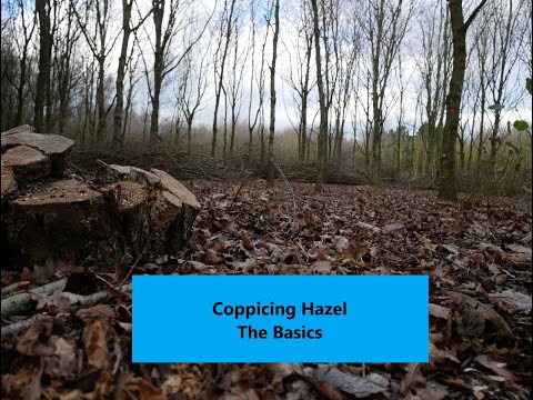 Coppicing Hazel - What is it? Fundamental Knowledge