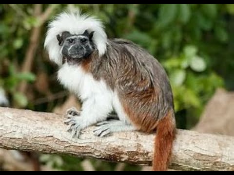 The enchanting world of the tamarin monkeys in the Brazilian forest