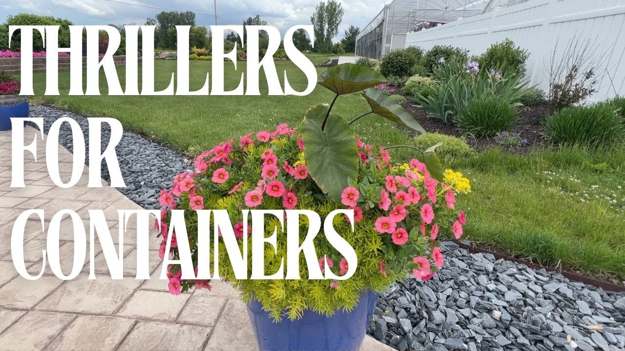 Thriller Annuals for Container Combinations