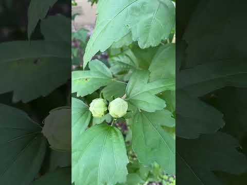 Cut Rose of Sharon Seed Pods Before They Grow Like Weeds