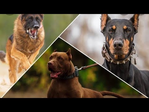 THE BEASTS of NAIROBI KENYA | 20 Dogs same compound MASIMBA AFRIKA🇰🇪
