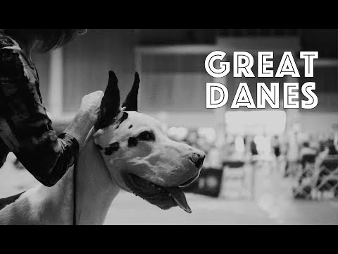Great Danes at a Dog Show | American Kennel Club | Sunshine State Cluster All-Breed Dog Show