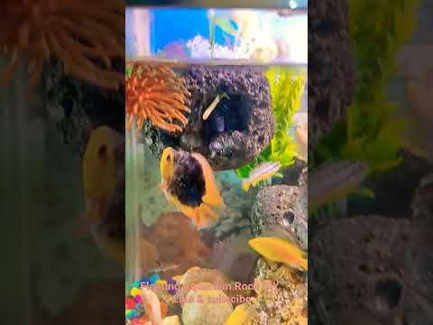 DIY Floating Fish Aquarium Lava Rock. Natural Look.