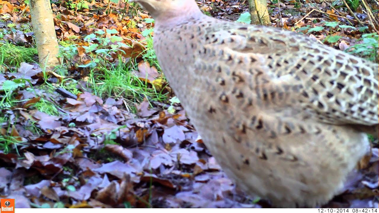 067Female Pheasant calling