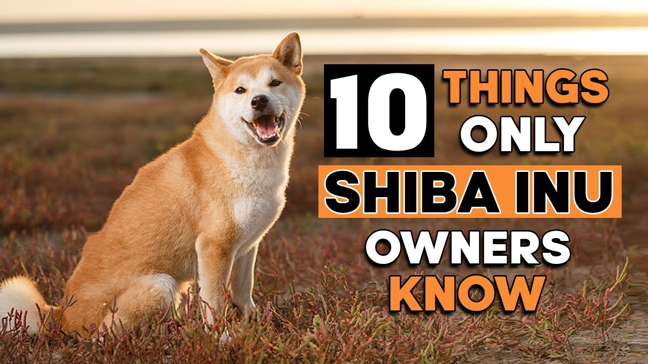 10 Hilarious Things Only Shiba Inu Dog Owners Understand