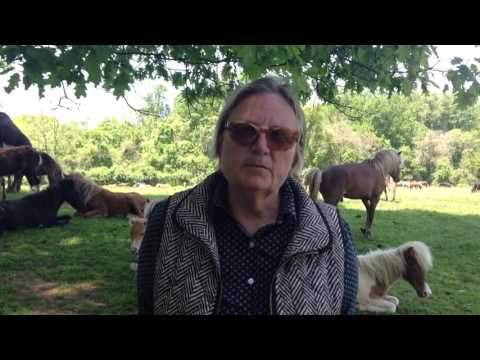 How Behaviorists Help Vets Diagnose Horse Health Problems