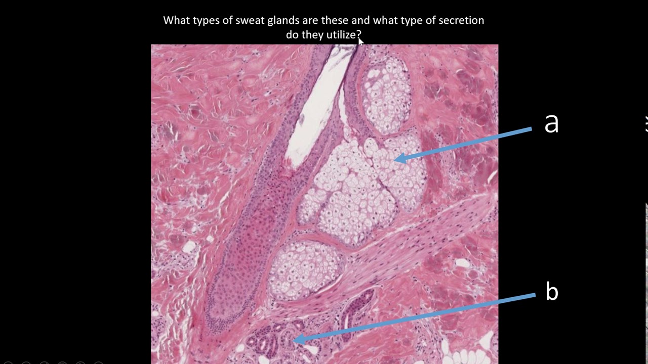 Histology Basics: Final TA Review Part I